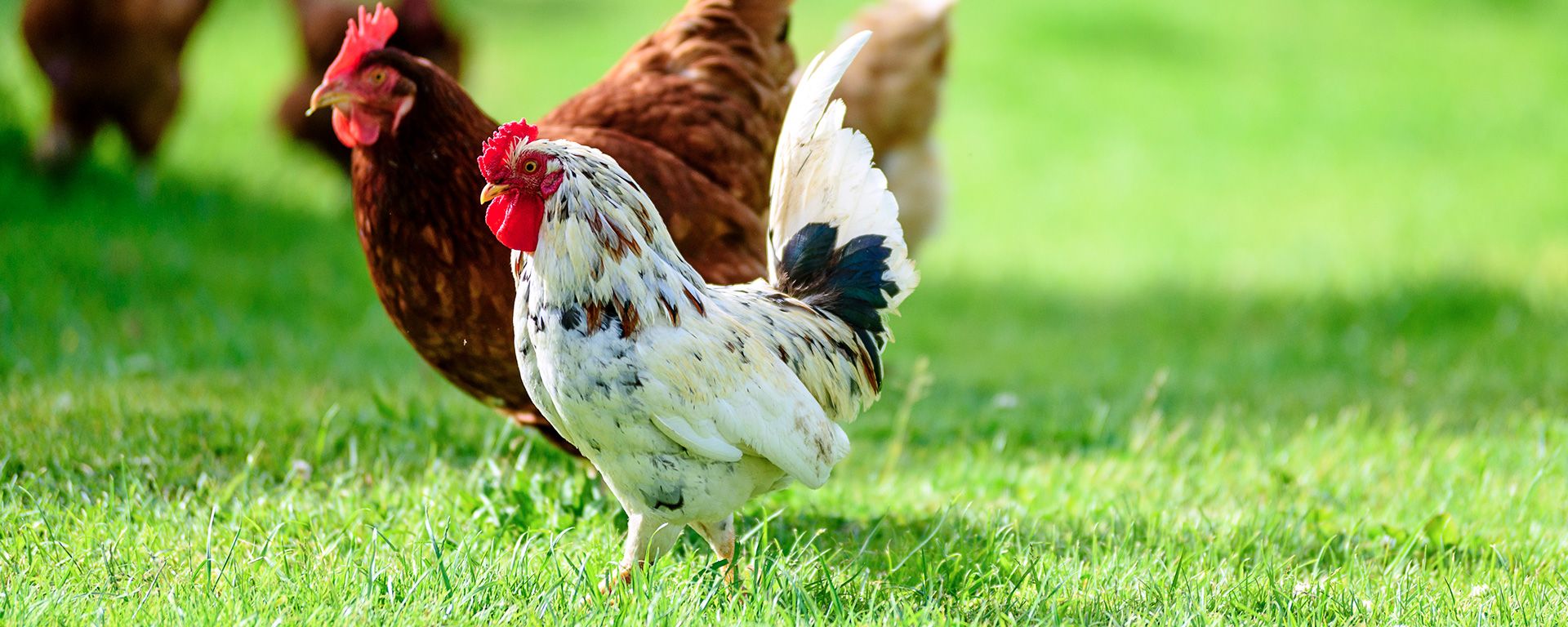 Case histories: Tradition and innovation in the name of quality: Fileni ...